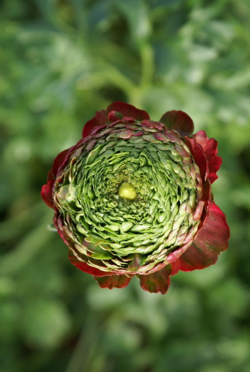 Renoncule - Fiches espèces - Les espèces