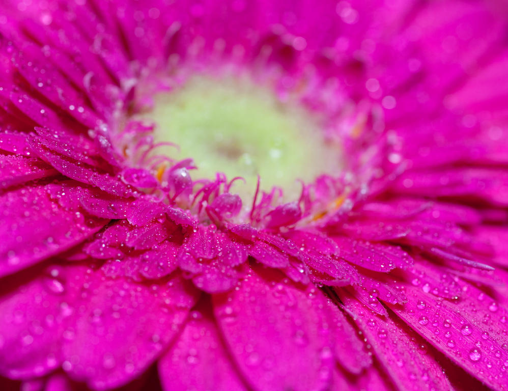 Mini Gerbera - Fiches espèces - Les espèces